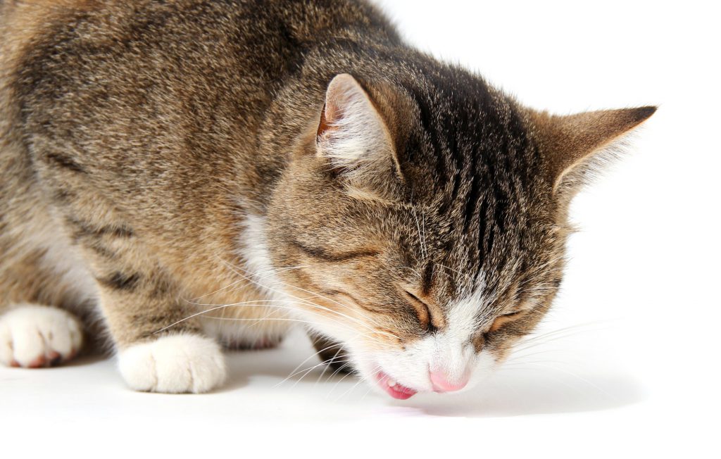Vômito em Cães e Gatos – O que Fazer Quando os Pets Vomitam - CenterVet