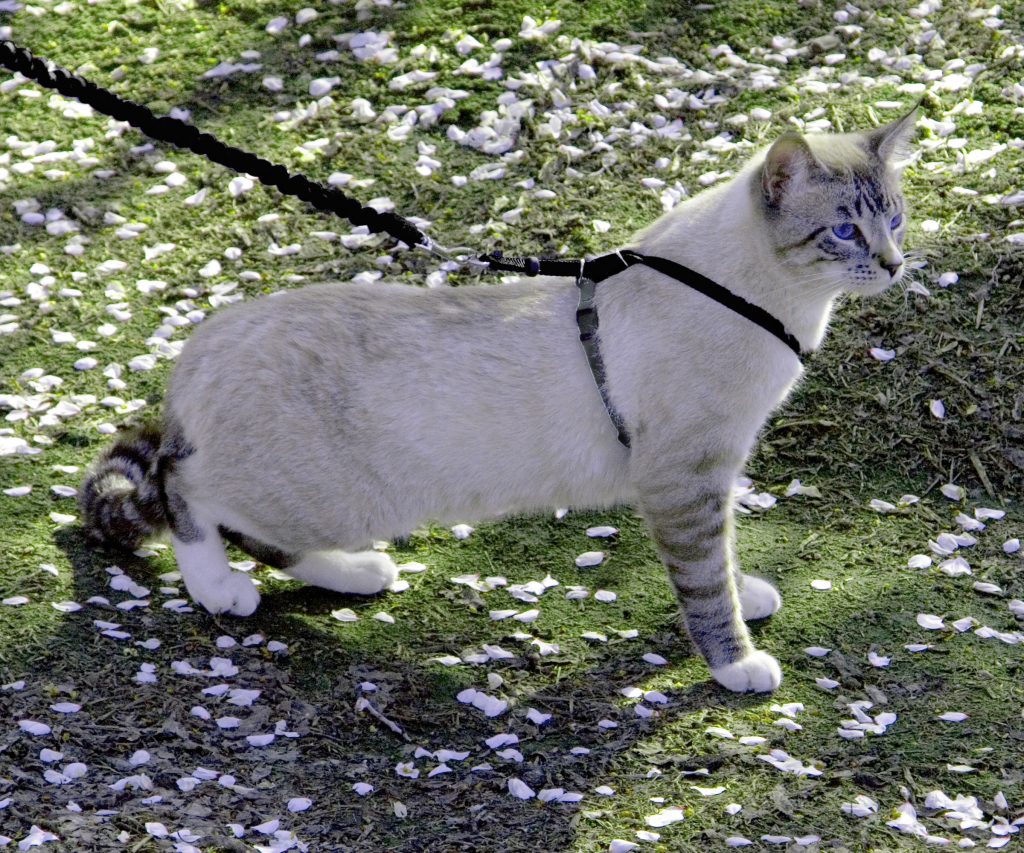 Passear com Gato – Dicas Rápidas e Interessantes - CenterVet